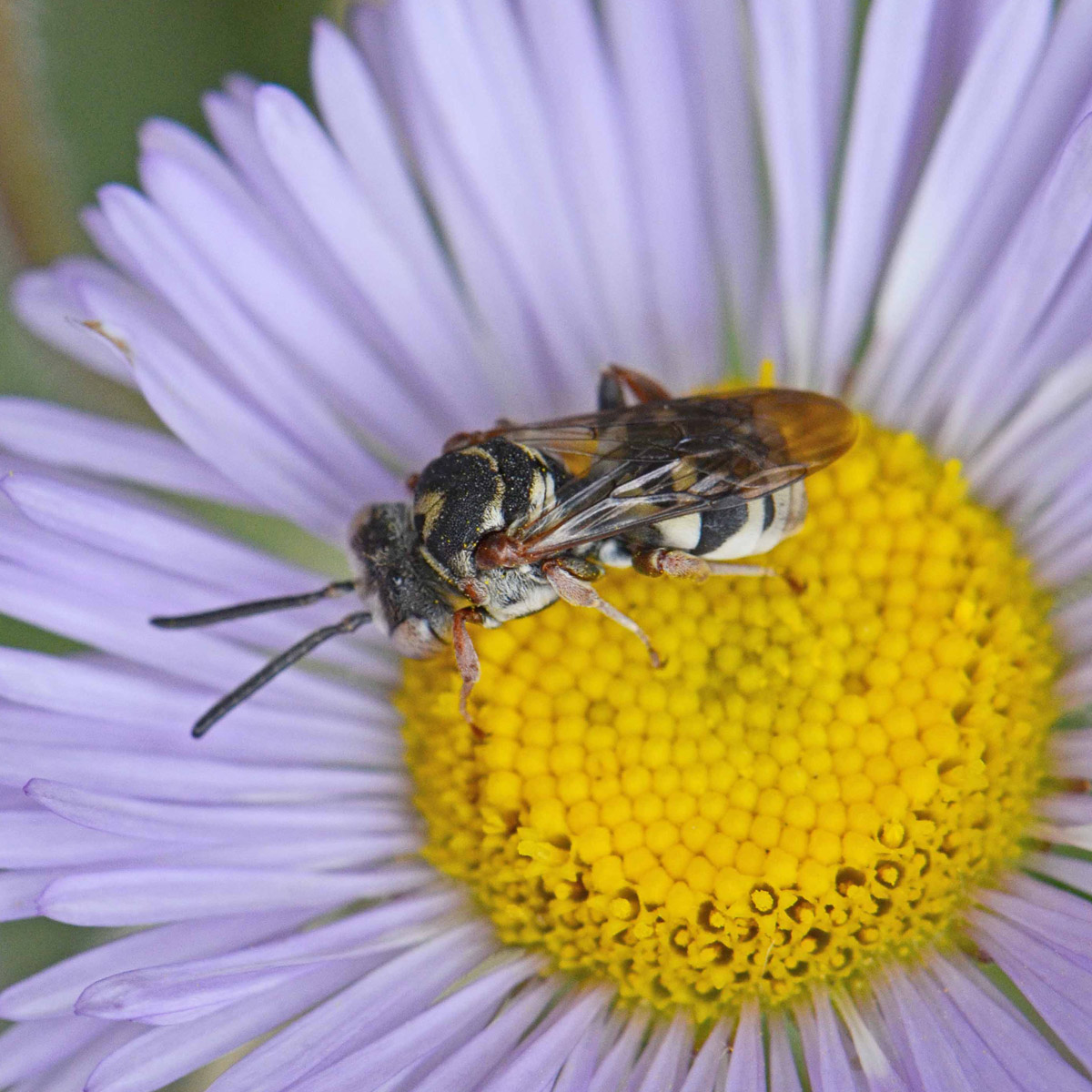 Pollinator Gallery | Prairie Pollination