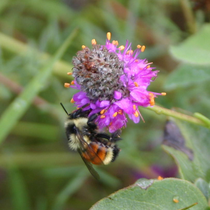 Purple Prairie-clover | Prairie Pollination