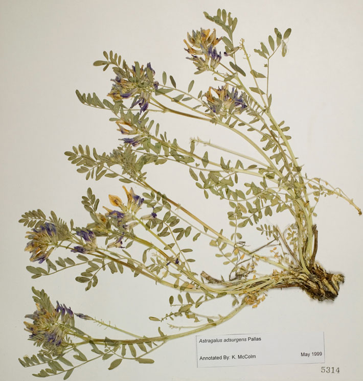Ascending Purple Milk-vetch | Prairie Pollination