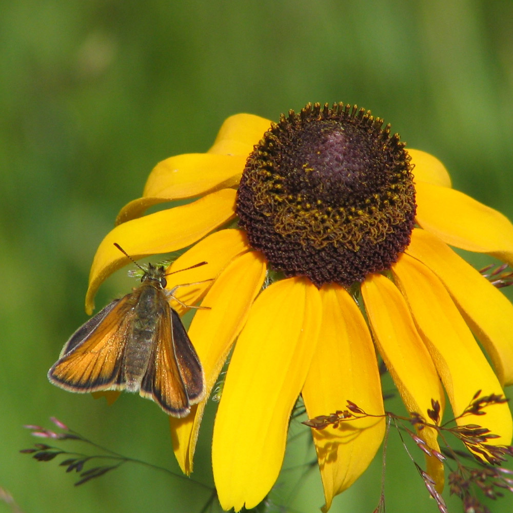 Pollinator Gallery | Prairie Pollination