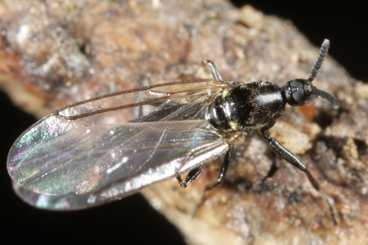 Minute Black Scavenger Flies | Prairie Pollination