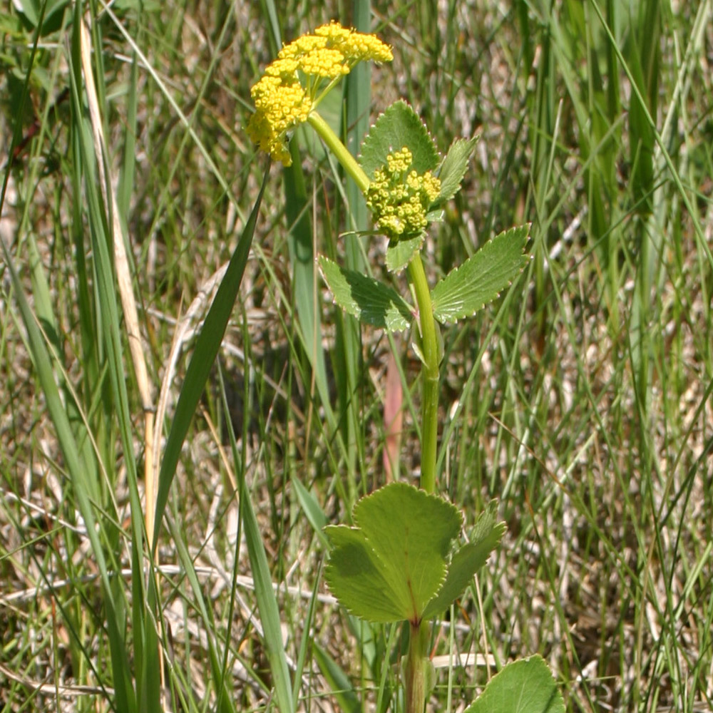 Heart-leaved Alexander | Prairie Pollination